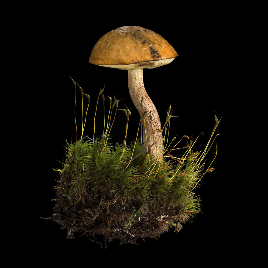 Moss, Mycelium, Mushroom · Artful Home