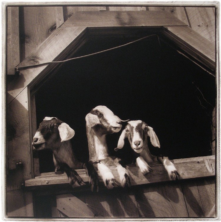 Trio, 2003 · Artful Home