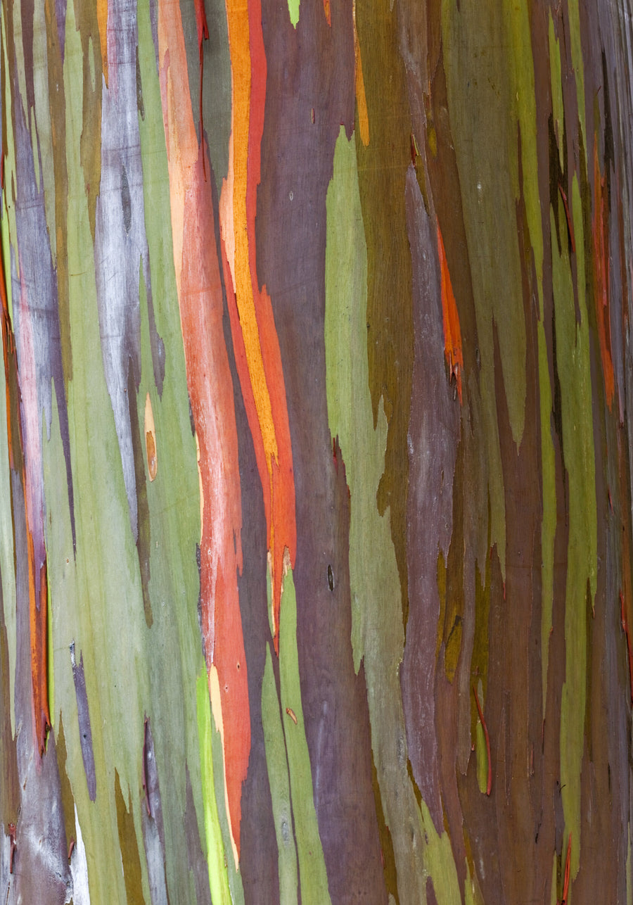 Rainbow Tree Bark II · Artful Home