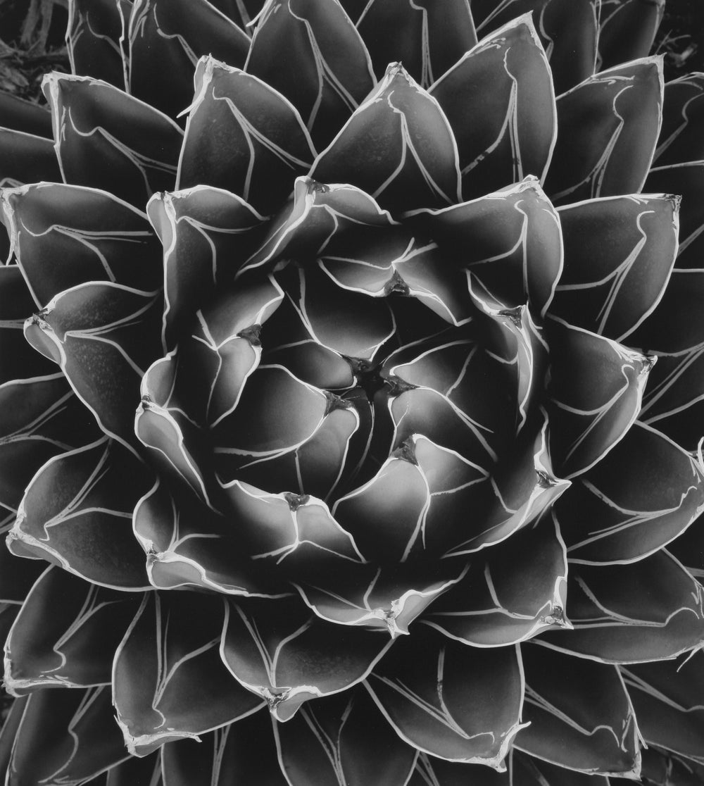 Victoria Regina · Artful Home