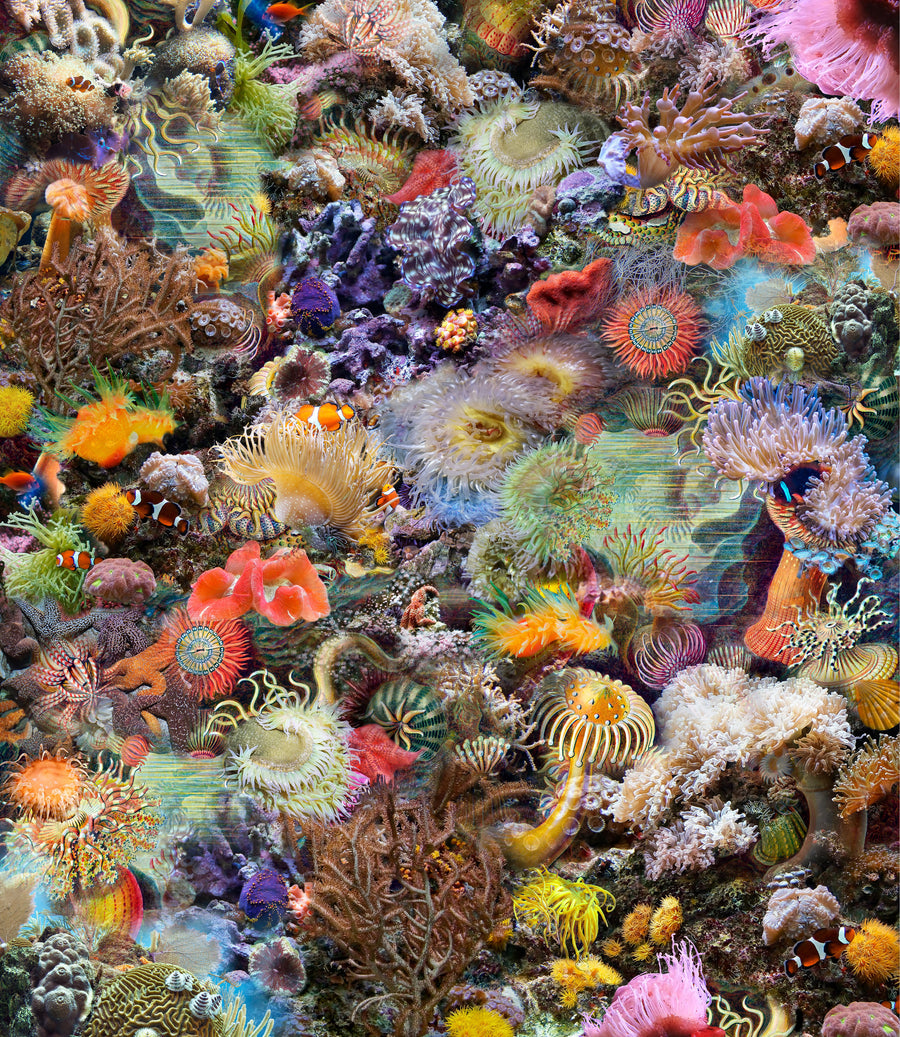 Actiniae.Seanomenone (or Haeckel Anemone) · Artful Home